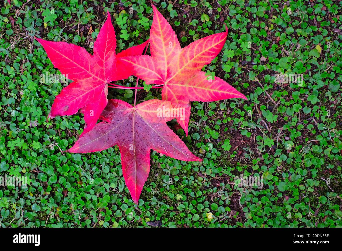 Three bright red fall leaf on the ground (Liquidambar styraciflua ...