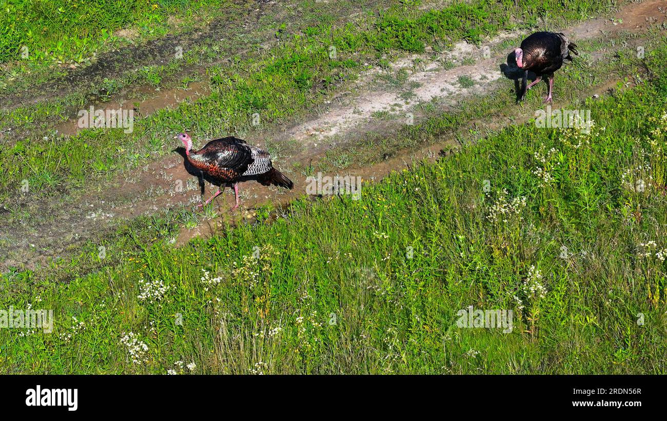 Aerial view of Two Wild Turkeys feeding in a field Stock Photo - Alamy