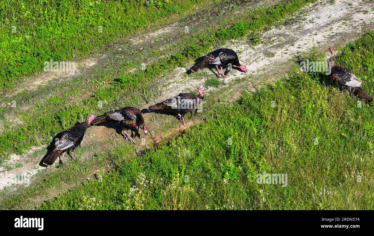 Aerial view group wild hi-res stock photography and images - Alamy