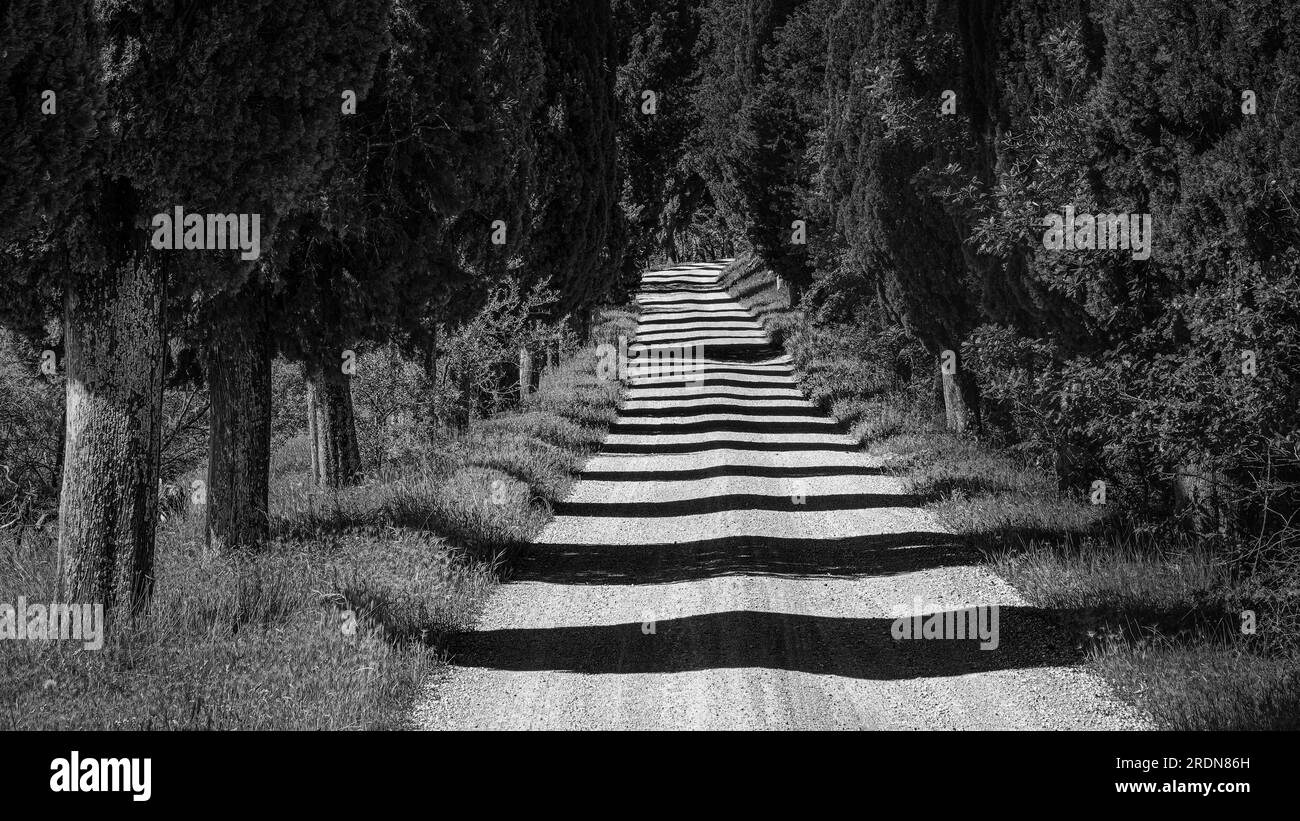 Striped shadows on road lined with Cypress trees in Tuscany Stock Photo ...