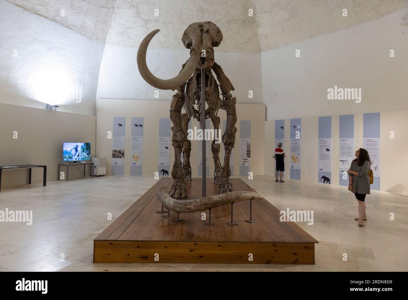 Mammuthus meridionalis, or the southern mammoth inside the l'Aquila's ...