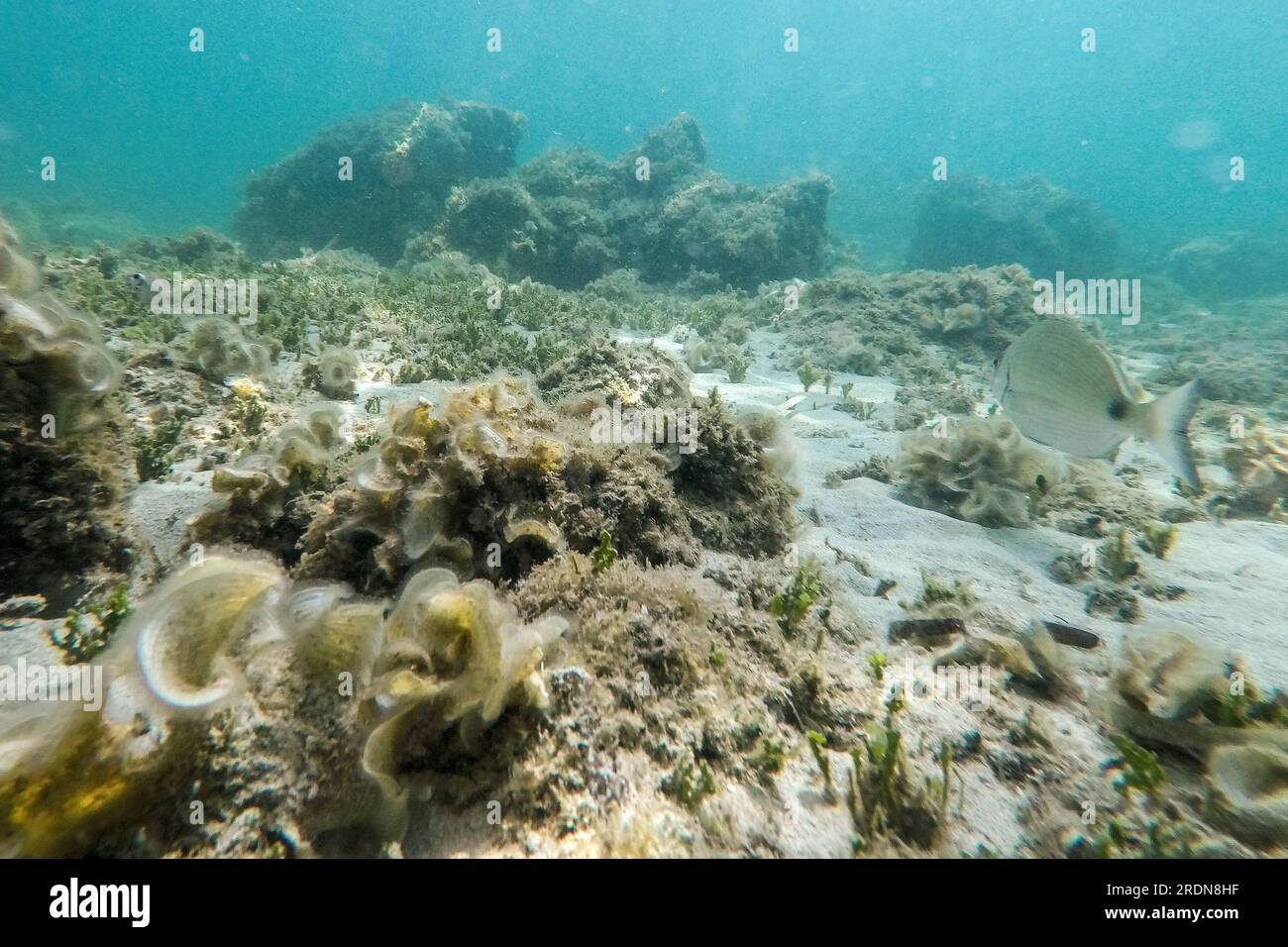 Calvia, Spain. 22nd July, 2023. The underwater landscape near the beach ...