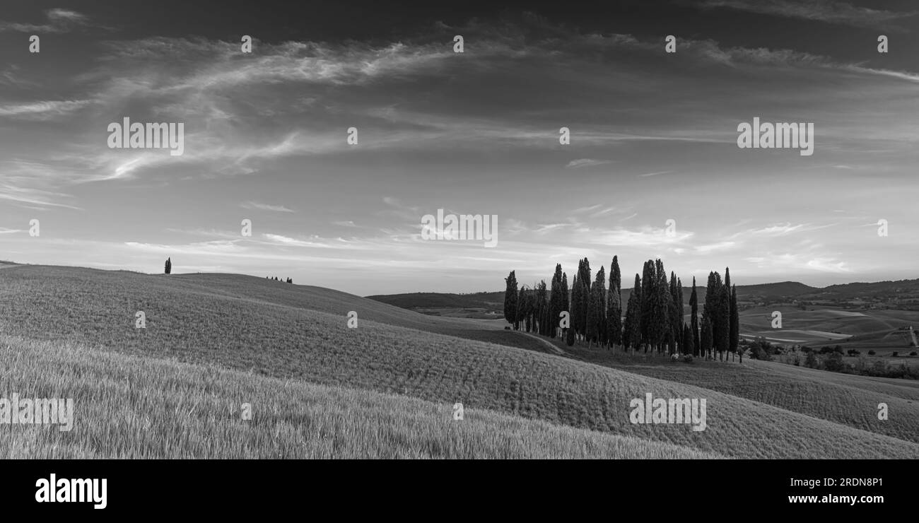 Black and white image of the famous clump of cypress tress in Tuscany ...