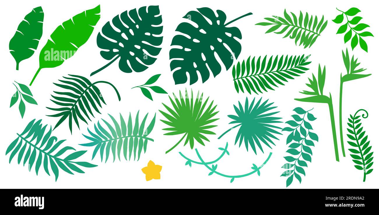 Vector set of different tropical plants, leaves and flower. Summer ...