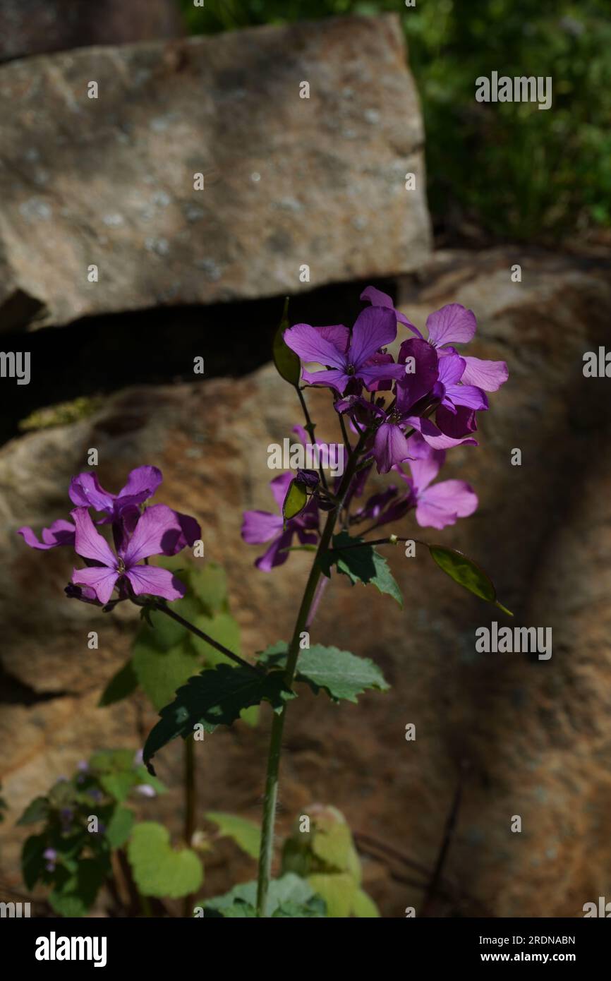 Pretty purple flowers hi-res stock photography and images - Alamy