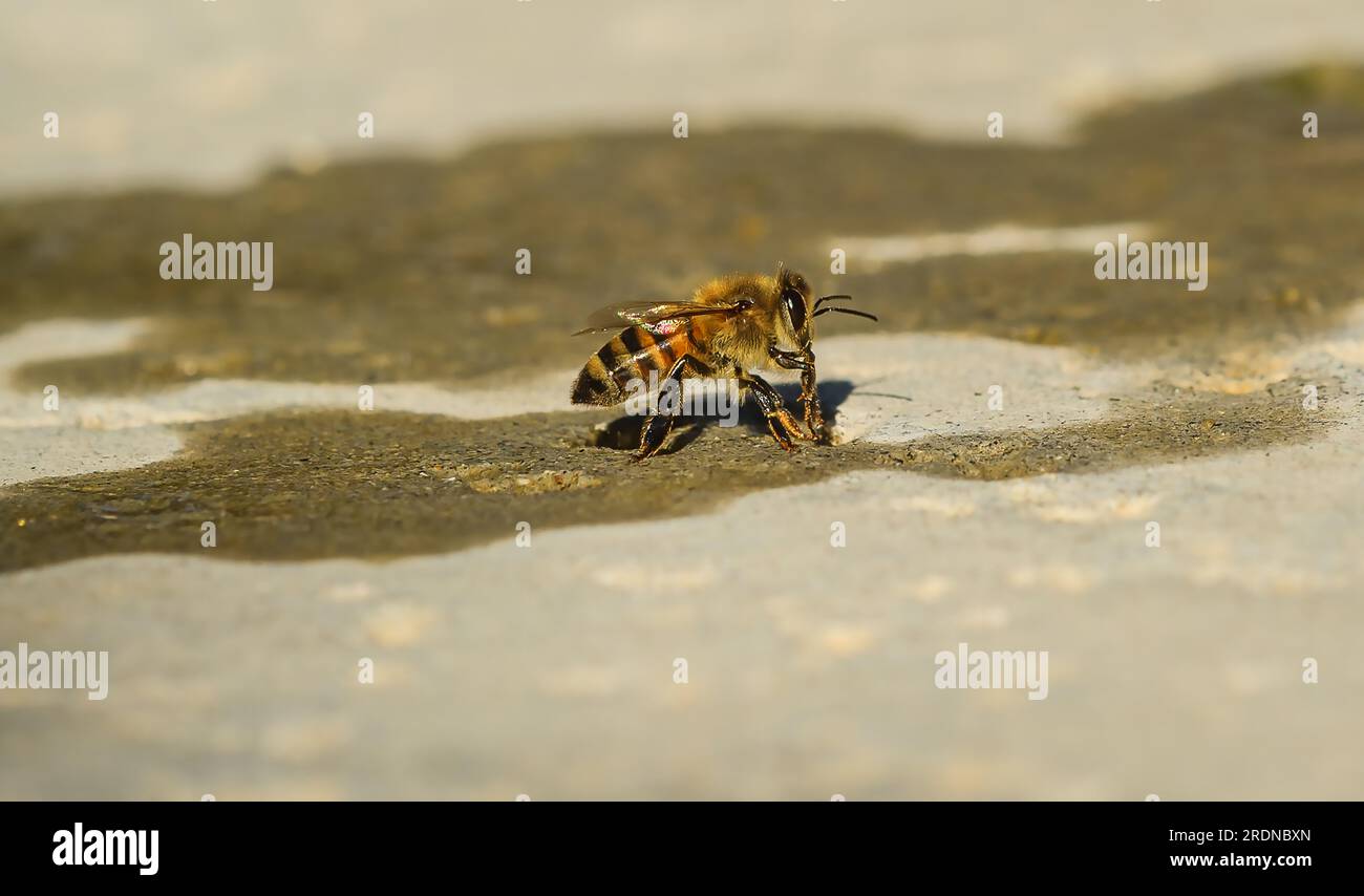 Honey Bee drying out Stock Photo - Alamy
