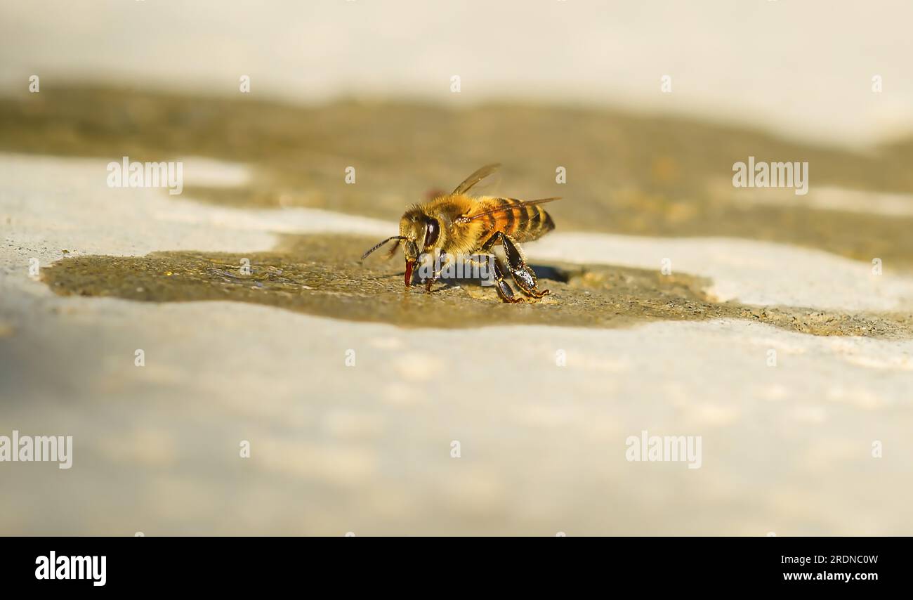 Honey Bee on partially wet stone - closeup perspective Stock Photo - Alamy