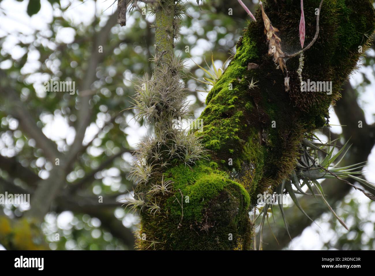 Airplants hi-res stock photography and images - Alamy