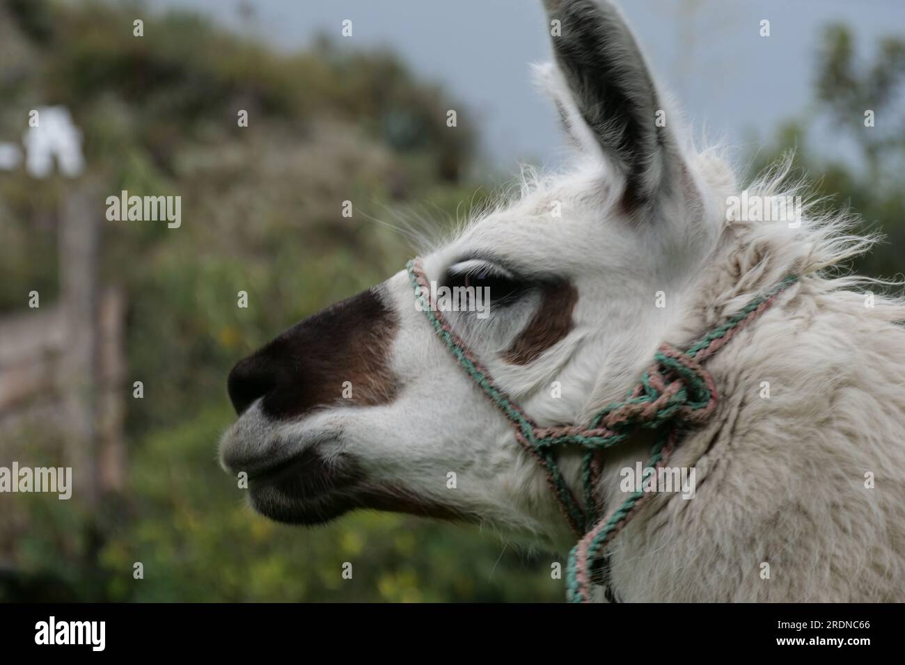 Llama side profile hi-res stock photography and images - Alamy