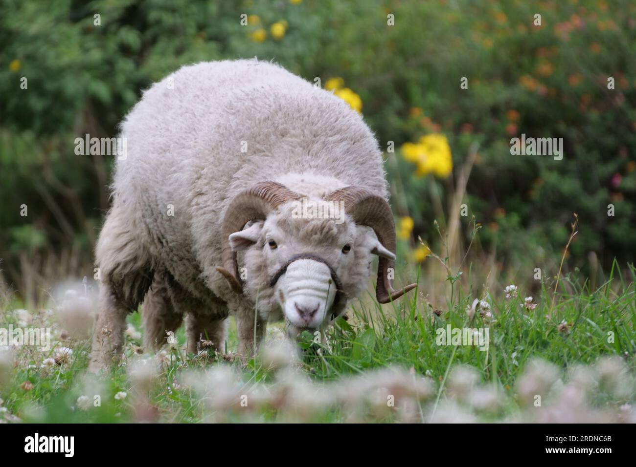 White sheep ram with big horns grazing in green meadow. Background out ...