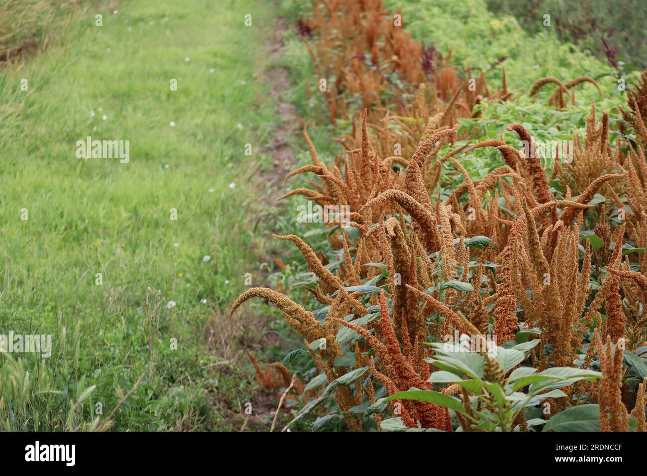 Amaranth field hi-res stock photography and images - Alamy