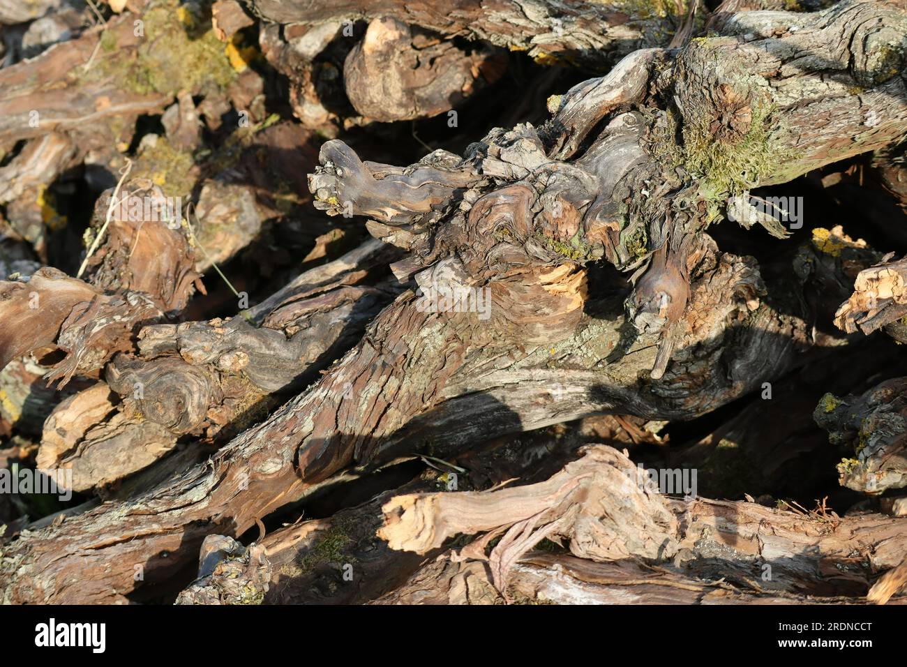 Old vines gnarled hi-res stock photography and images - Alamy