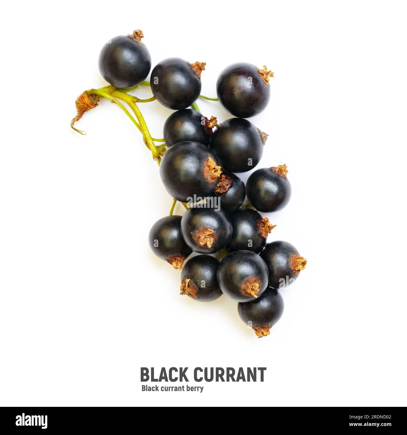 Black currants berry isolated on white background Stock Photo - Alamy