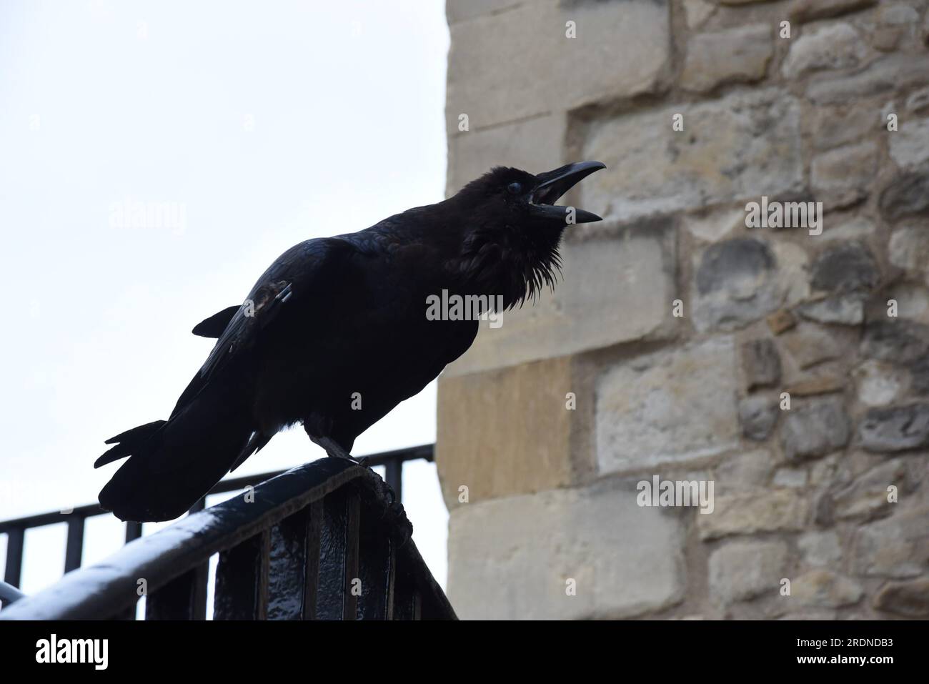Raven Protecting Tower of London Stock Photo - Alamy
