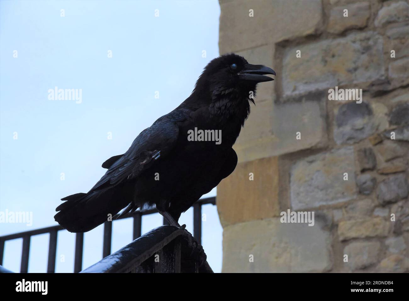 Raven protecting Tower of London Stock Photo - Alamy