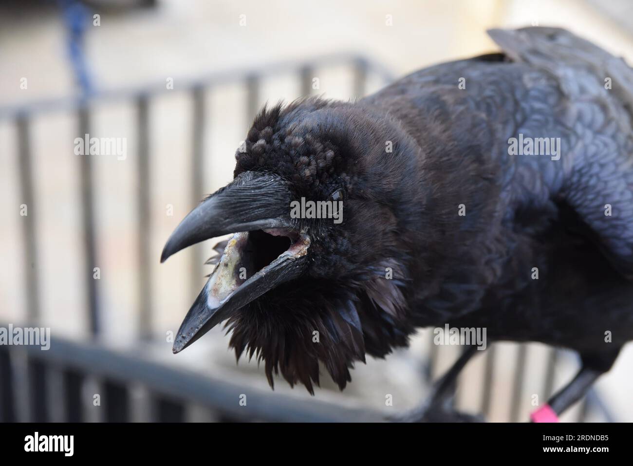 Tower of london raven hi-res stock photography and images - Alamy