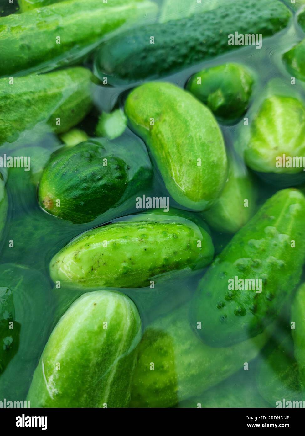 Cucumber background. Cucumber harvest. Lots of cucumbers in the water ...