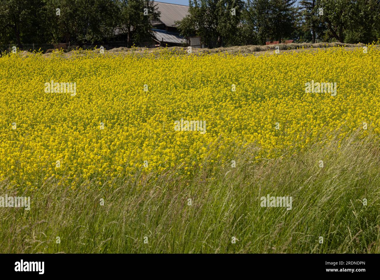 Cultivated field with blooming rape in bright yellow color Stock Photo - Alamy