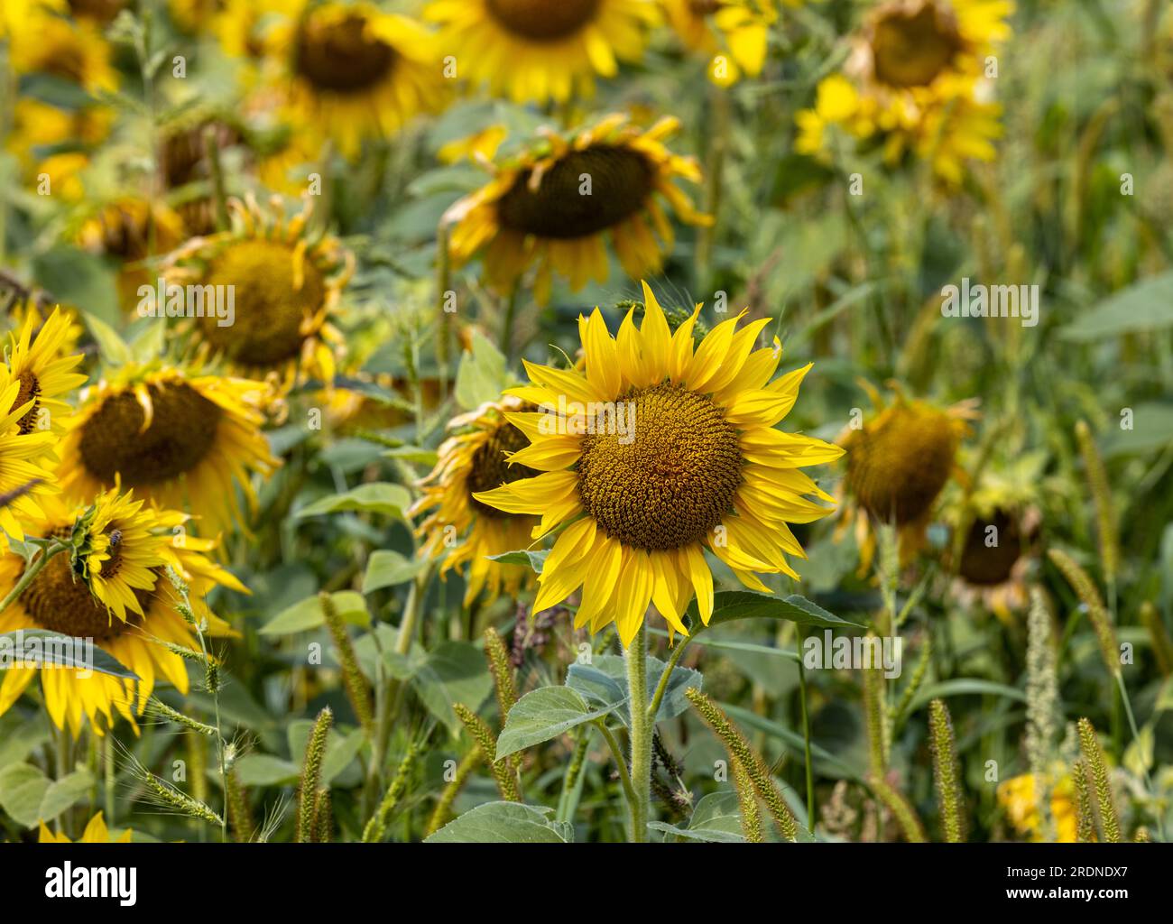 Yellow Sunflowers growing in a field. Natural sunflower background ...