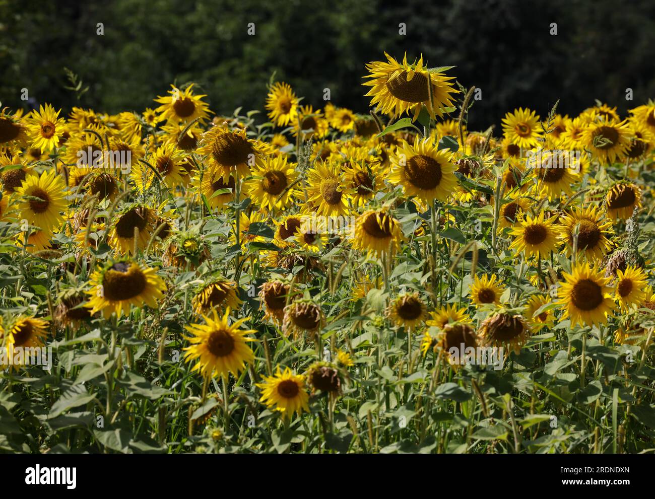 Yellow Sunflowers growing in a field. Natural sunflower background ...