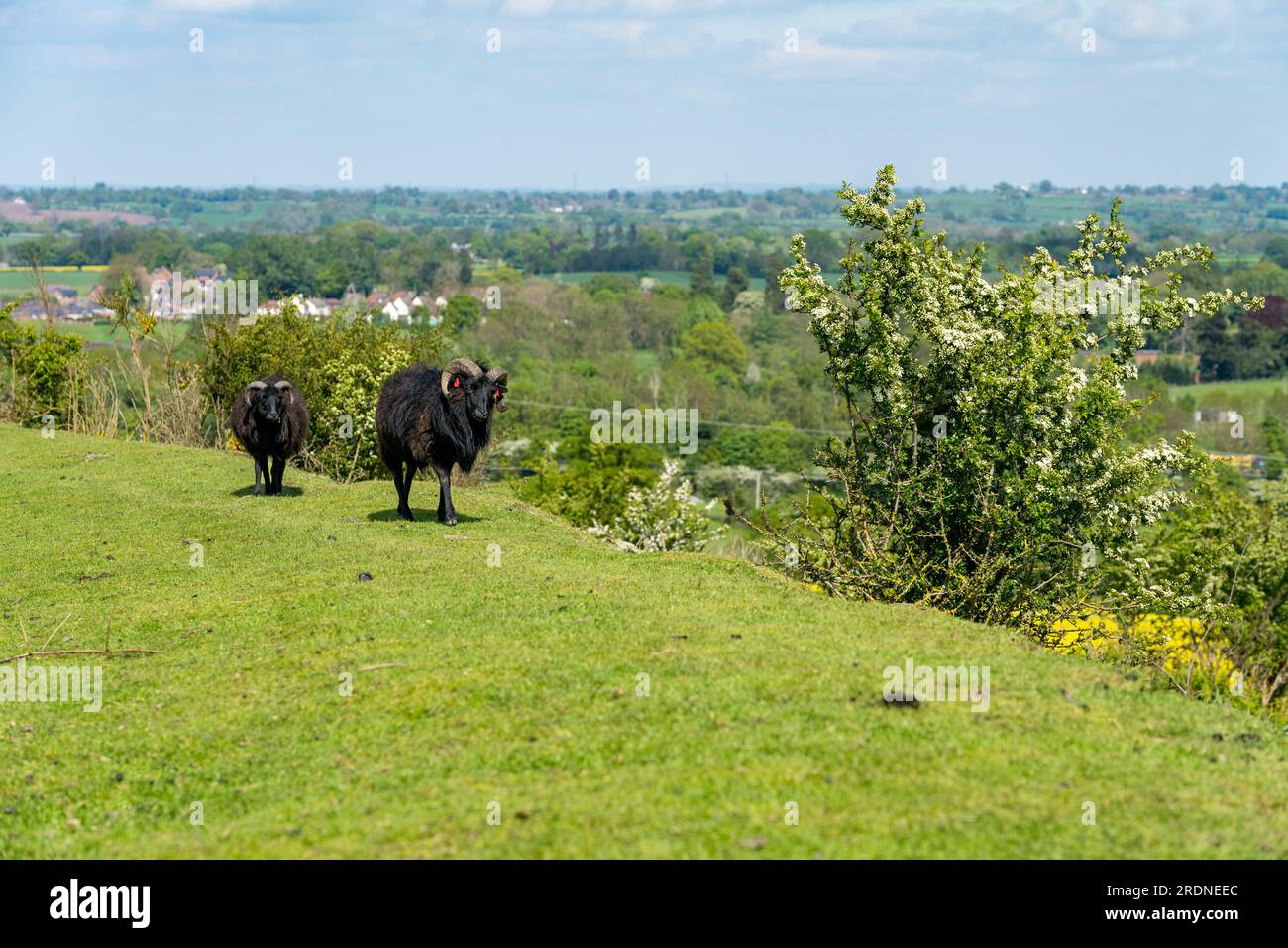 Dark brown horned ram sheep on the slopes of Old Oswestry hill fort in ...