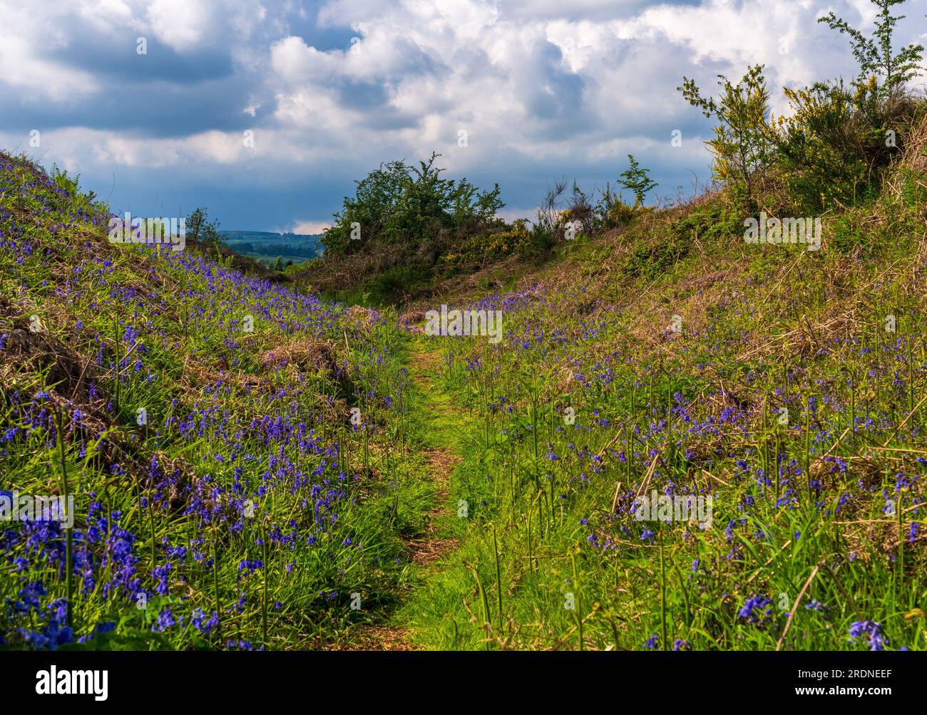 Spring bluebells on the slopes of Old Oswestry hill fort in Shropshire ...