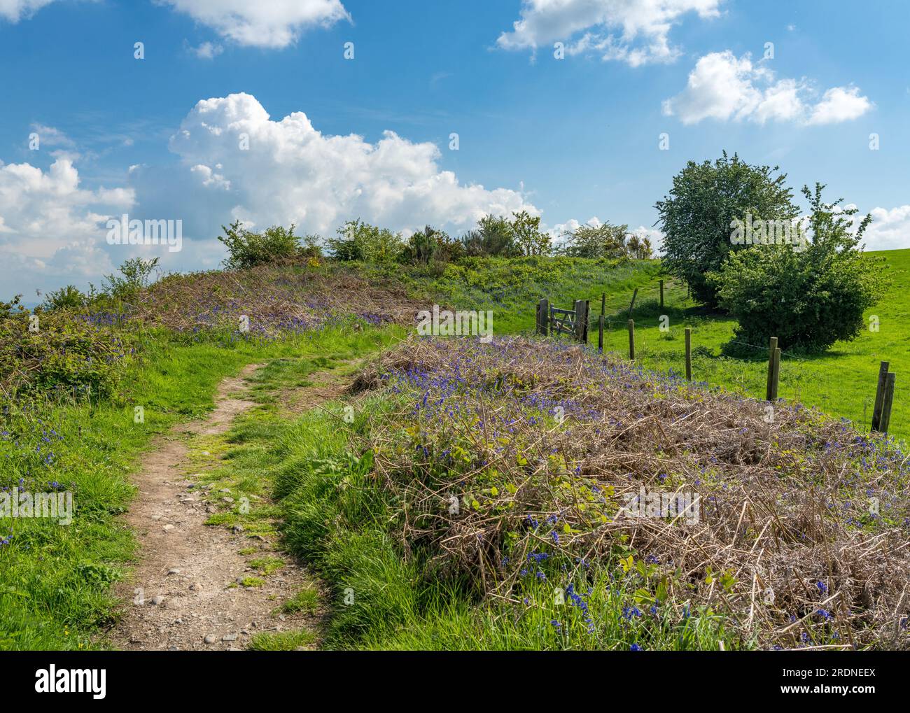 Spring bluebells on the slopes of Old Oswestry hill fort in Shropshire ...