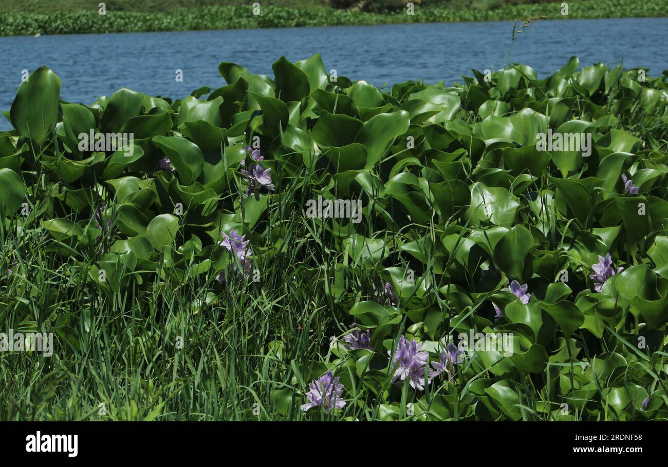 How to grow water hyacinth hi-res stock photography and images - Alamy