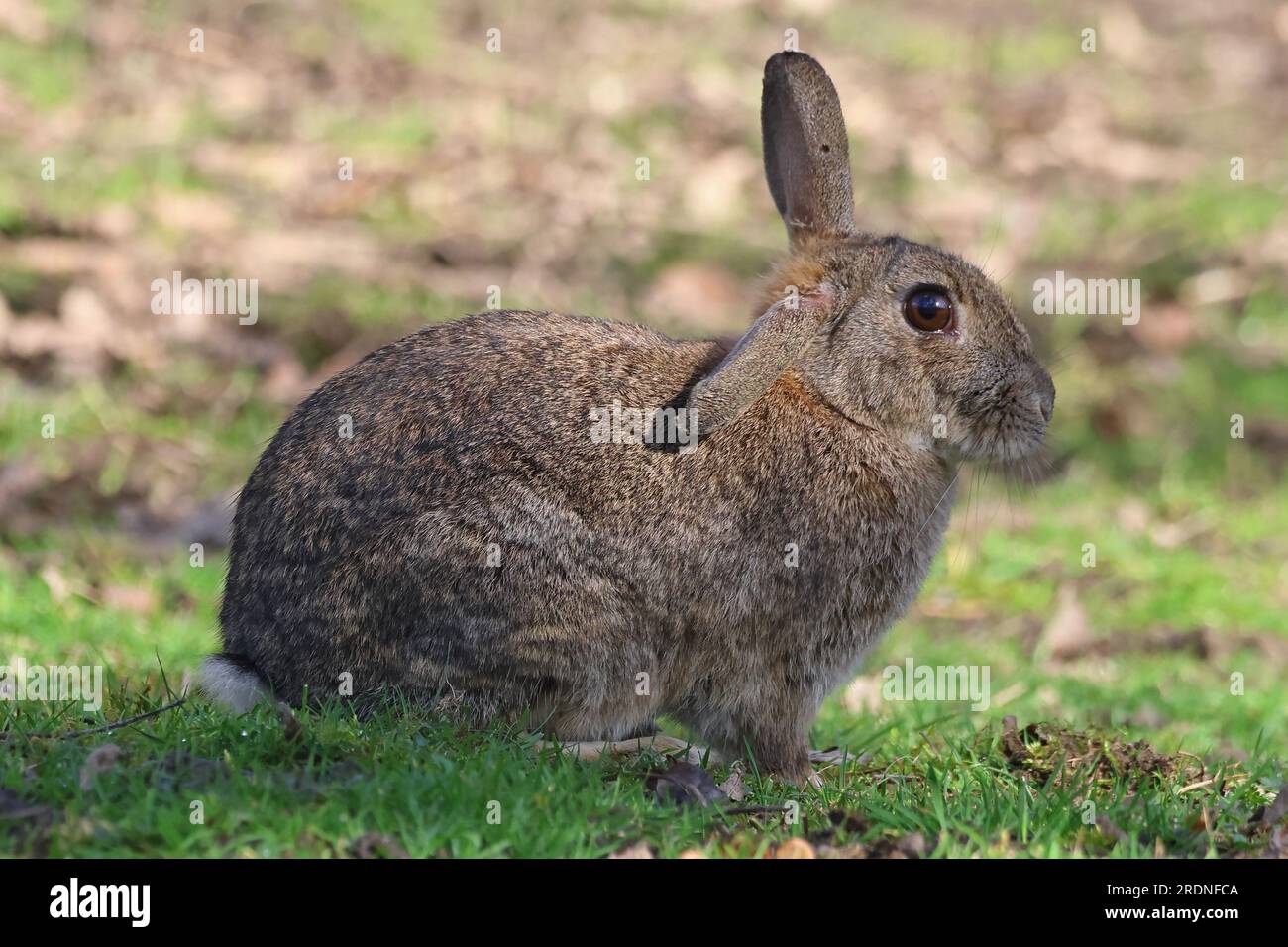 English countryside rabbit hi-res stock photography and images - Alamy