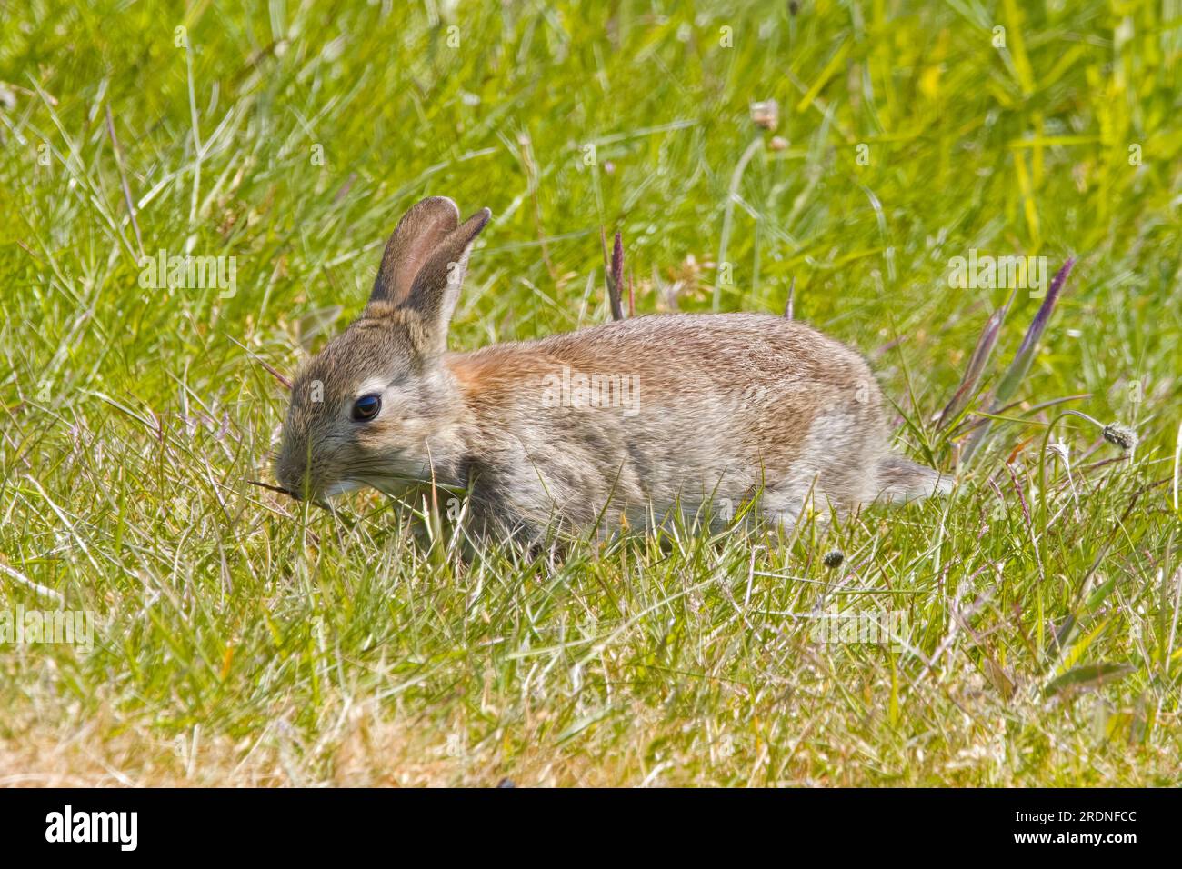 English wild rabbit Stock Photo - Alamy