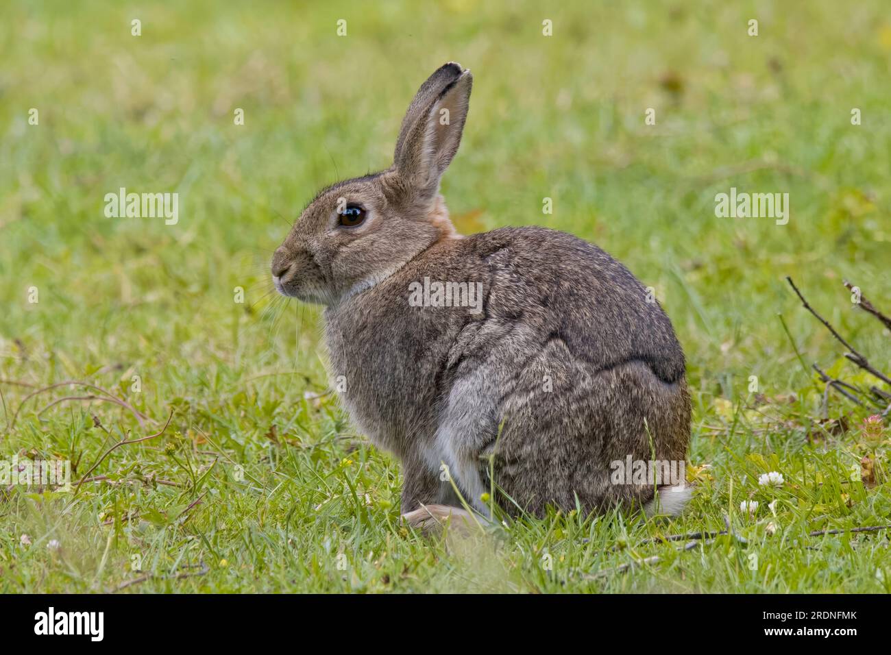English countryside rabbit hi-res stock photography and images - Alamy