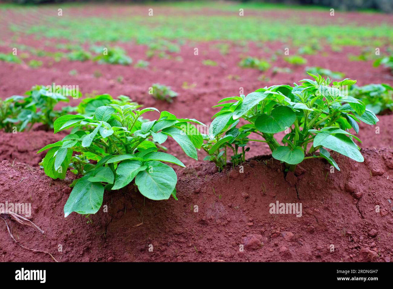 A perfect potato field with two potato plants (Solanum tuberosum) in ...