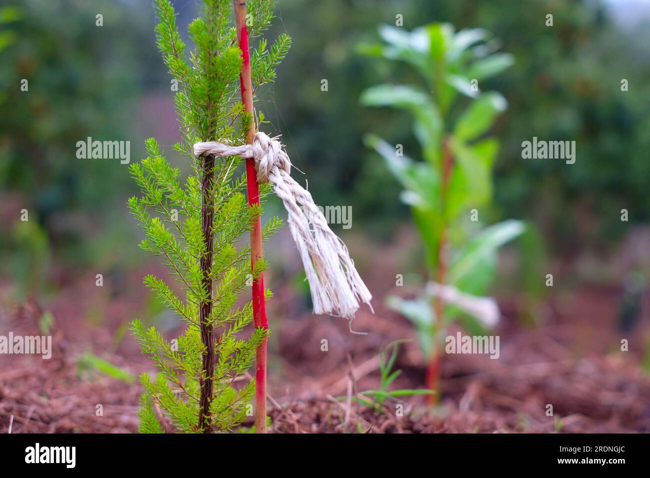Young growing plant supported by a stake, with an adult plant in a ...