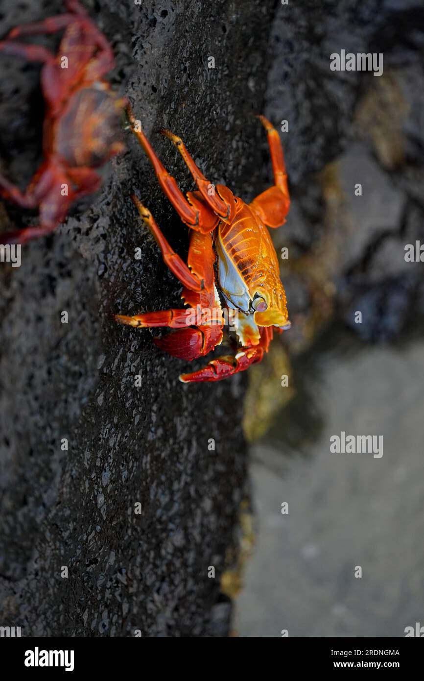 Large Sally Light-foot crab on black volcanic rocks, Santa Cruz Island ...
