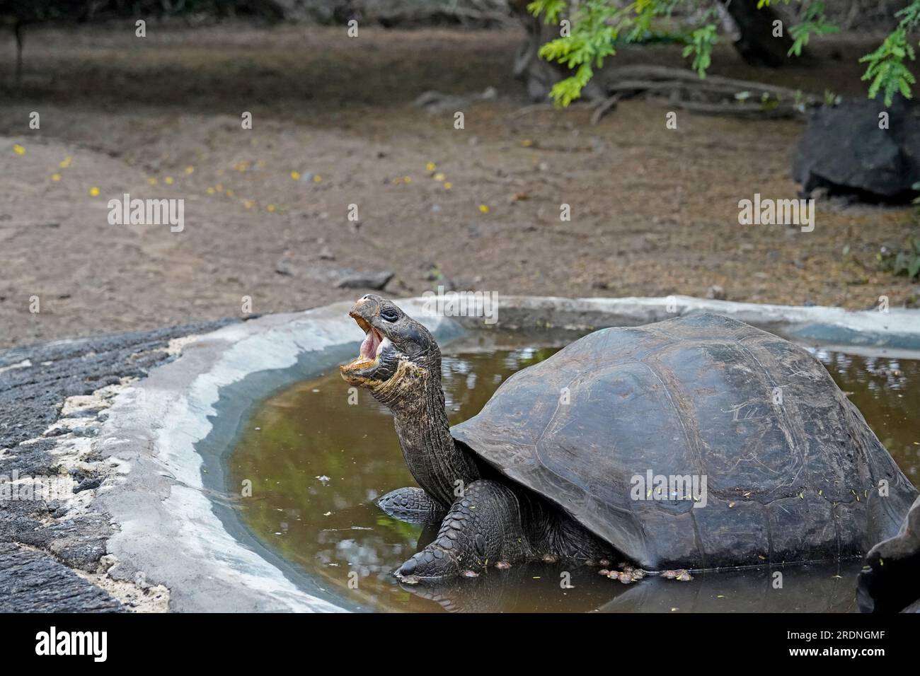 Galapagos Giant Tortoise in the water, mouth open. Isabela Island ...