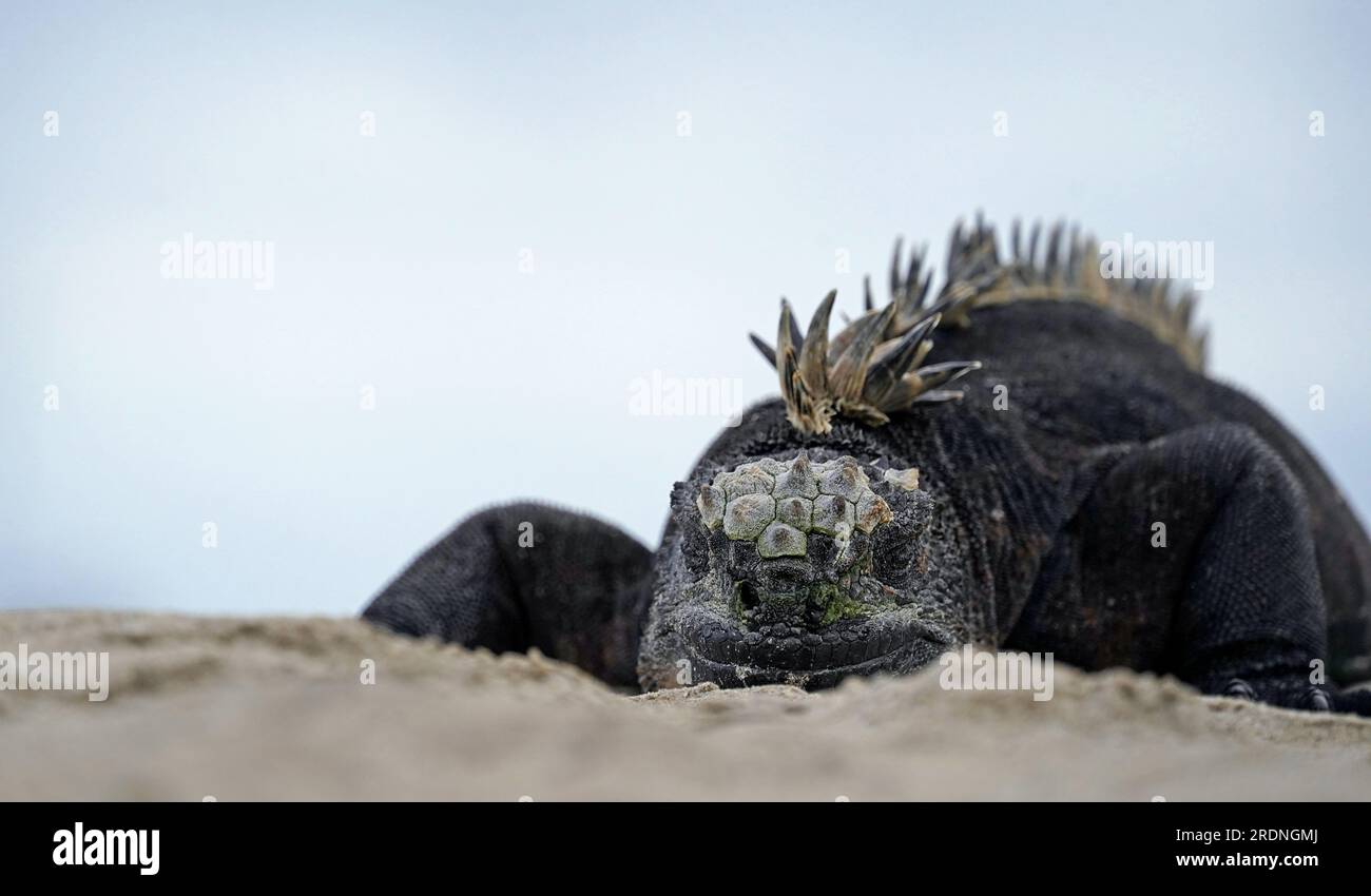 Isabela island hi-res stock photography and images - Alamy