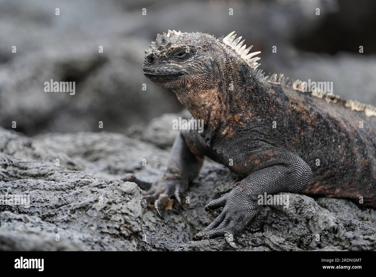 Marine iguana on volcanic rocks, side view. Isabela Island, Galapagos ...
