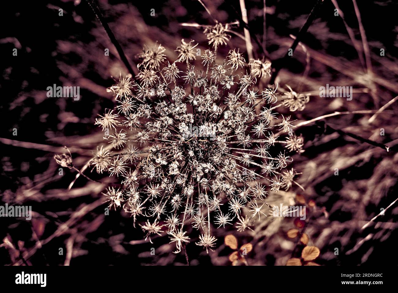 Dry anise umbels (Pimpinella anisum) graphic autumn floral detail ...