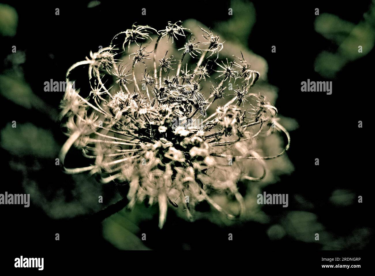 Dry anise umbels (Pimpinella anisum) beautiful graphic autumn floral ...