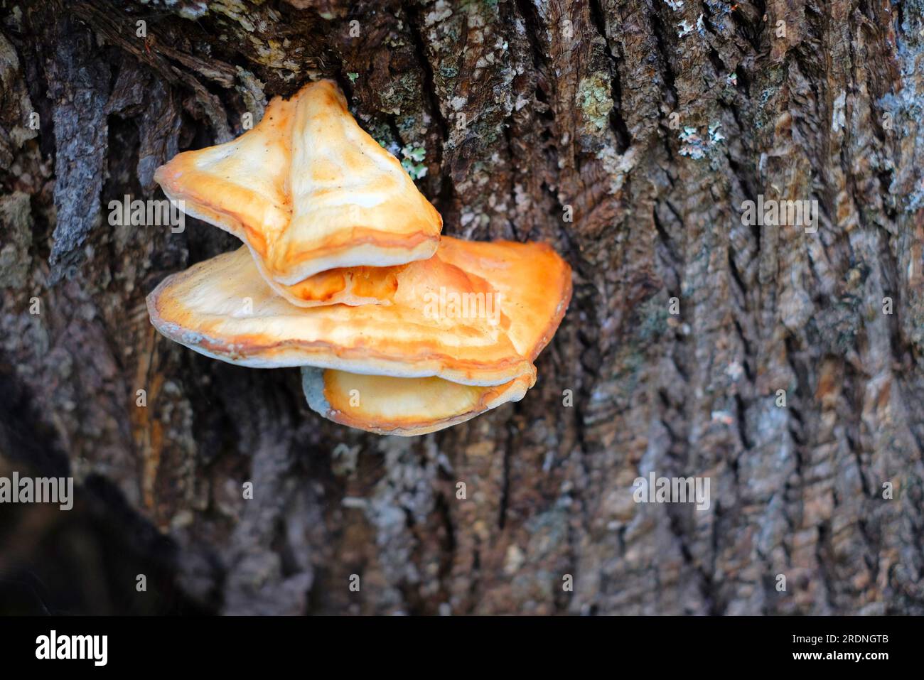 Polypores fungi hi-res stock photography and images - Alamy