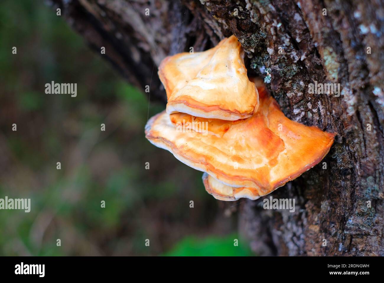 Polypores fungi hi-res stock photography and images - Alamy