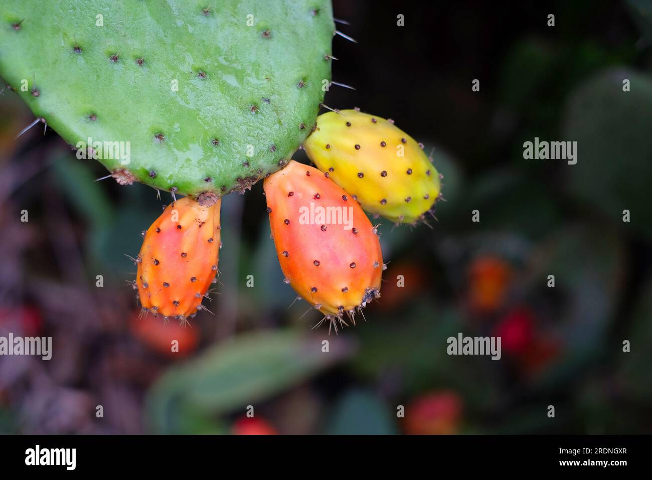 Three opuntia fruits and on dark background, edible cactus species ...