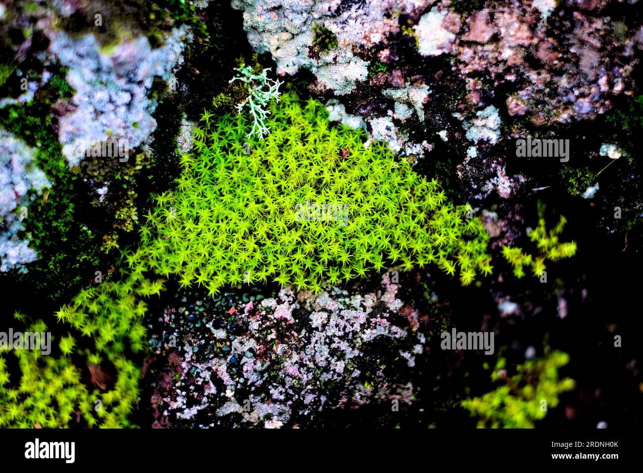 Neon rocks hi-res stock photography and images - Alamy