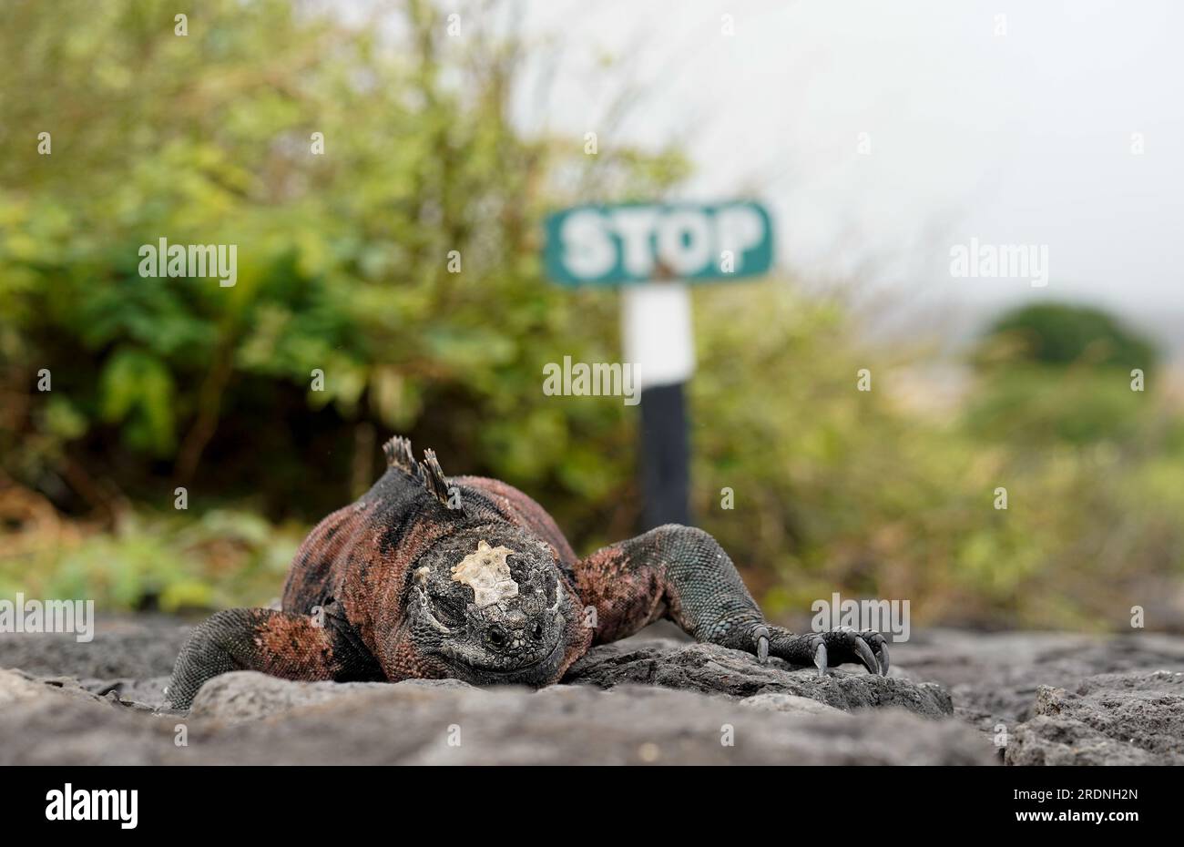 Marine Iguana on the path, stop sign behind it, Floreana Island ...