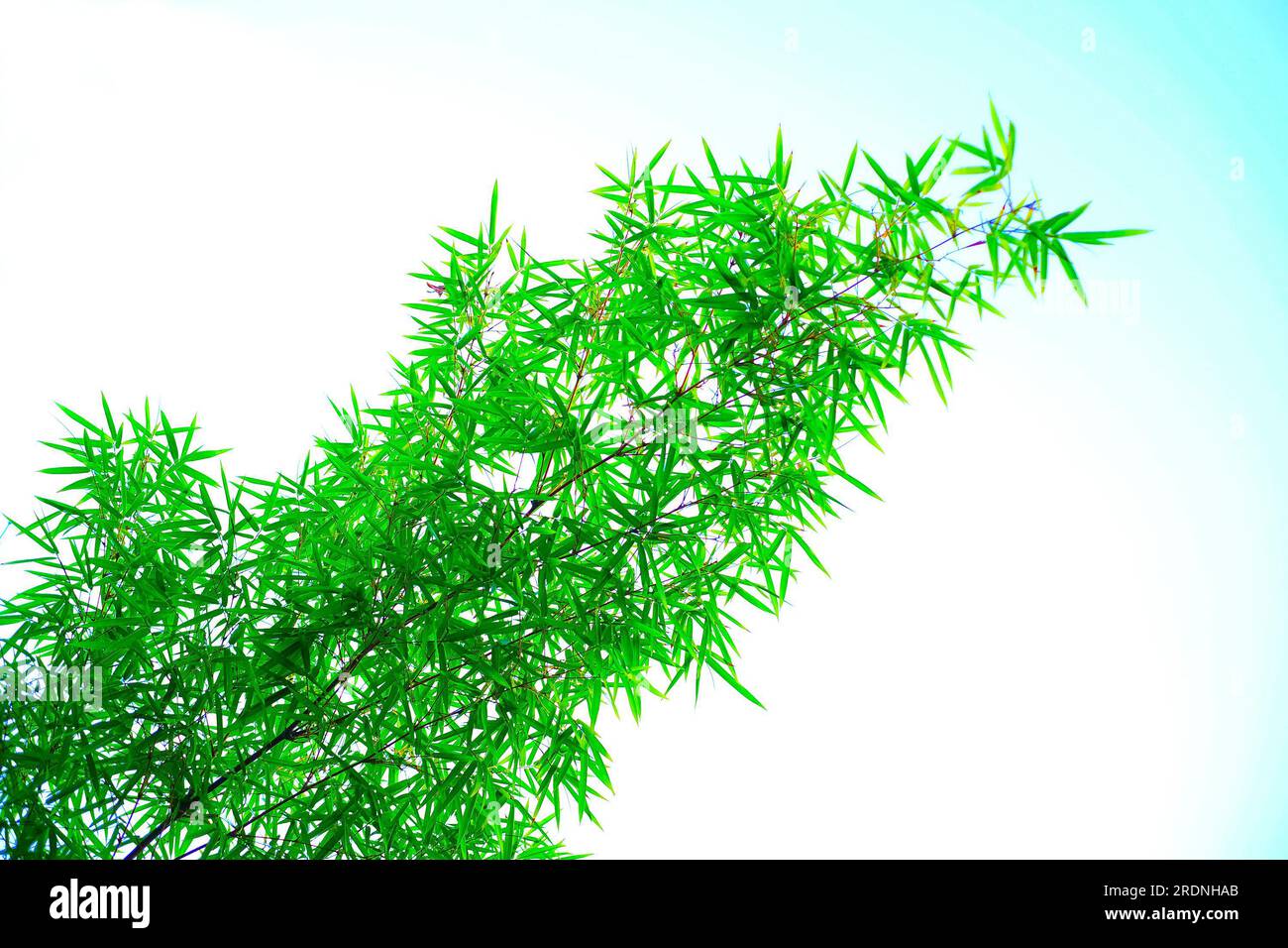 Green bamboo plant on pale blue background of the sky Stock Photo - Alamy