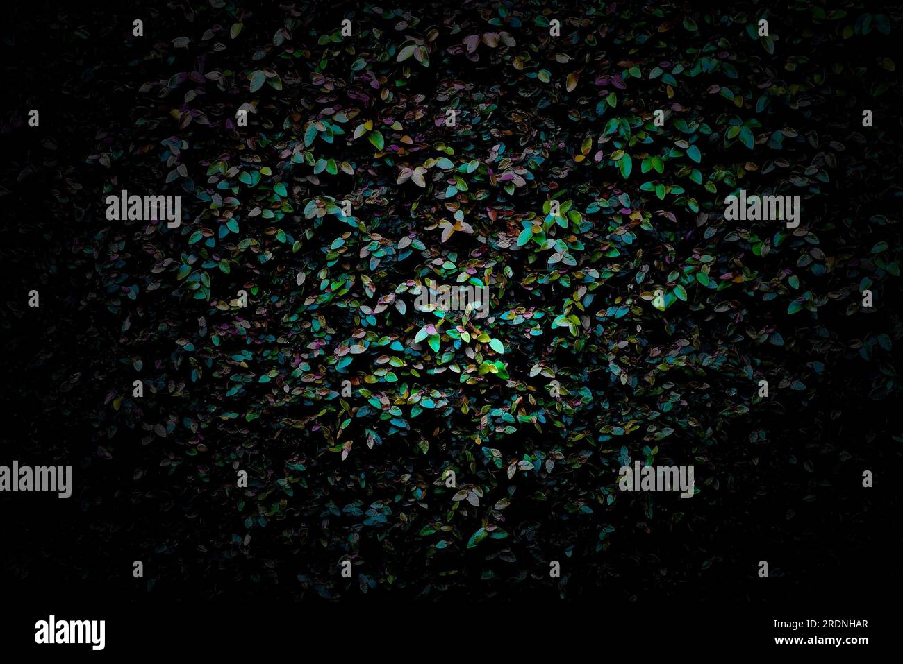 Dark and vignetted ivy vine background Stock Photo - Alamy