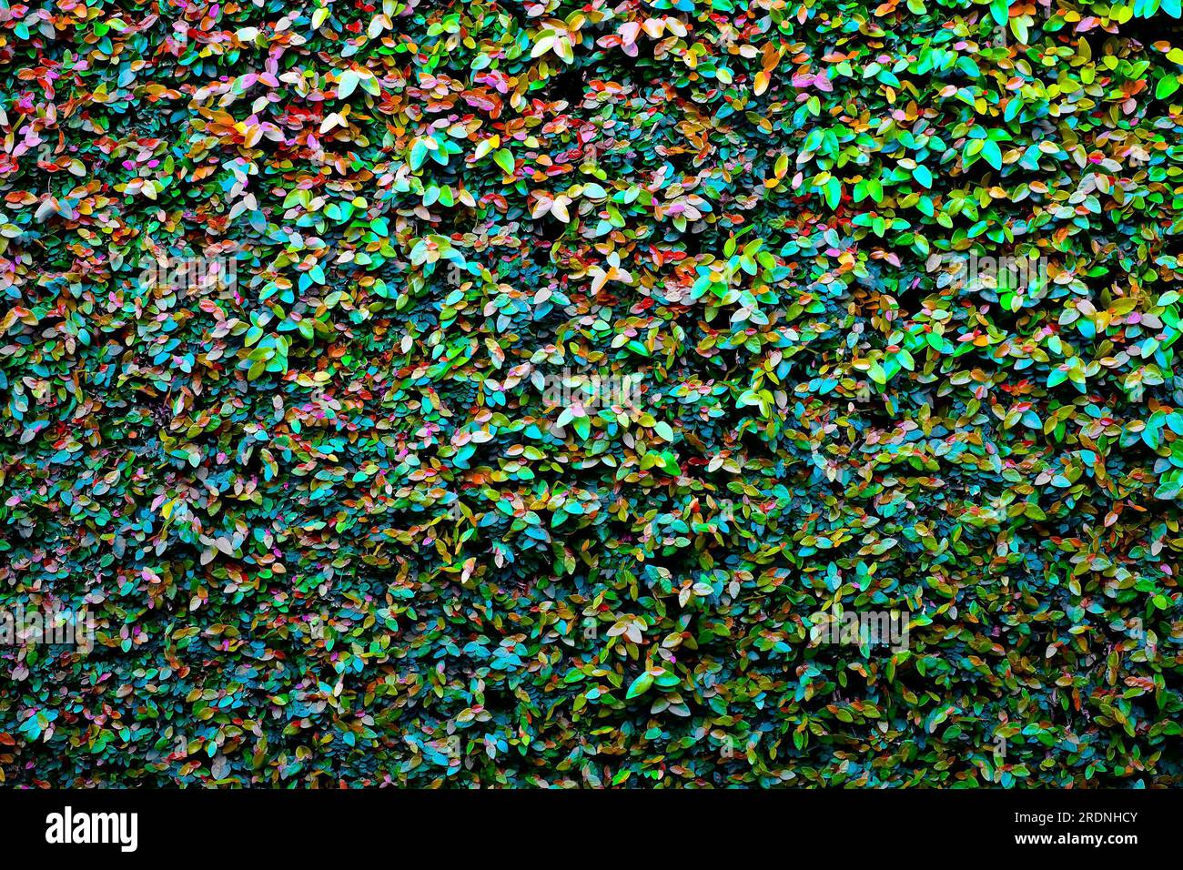 Large empty ivy vine leaves background surface Stock Photo - Alamy