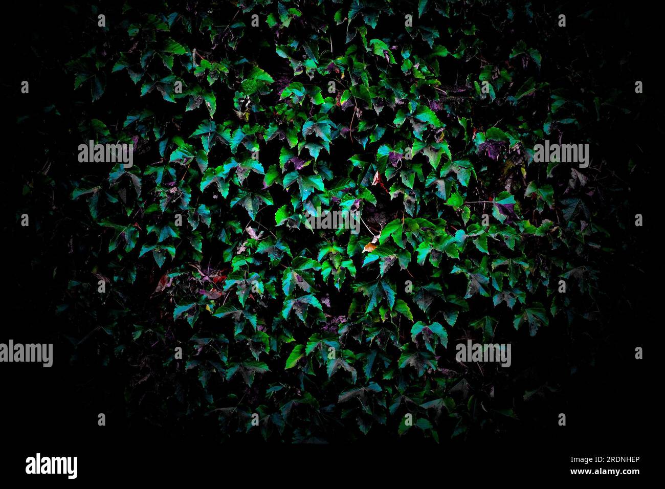 Dark and vignetted grape vine leaves background Stock Photo - Alamy