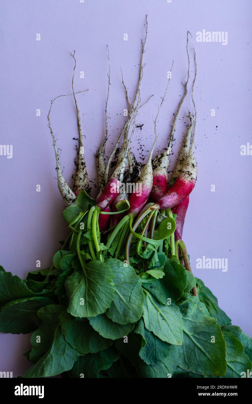 Bunch of radishes on pink background Stock Photo - Alamy