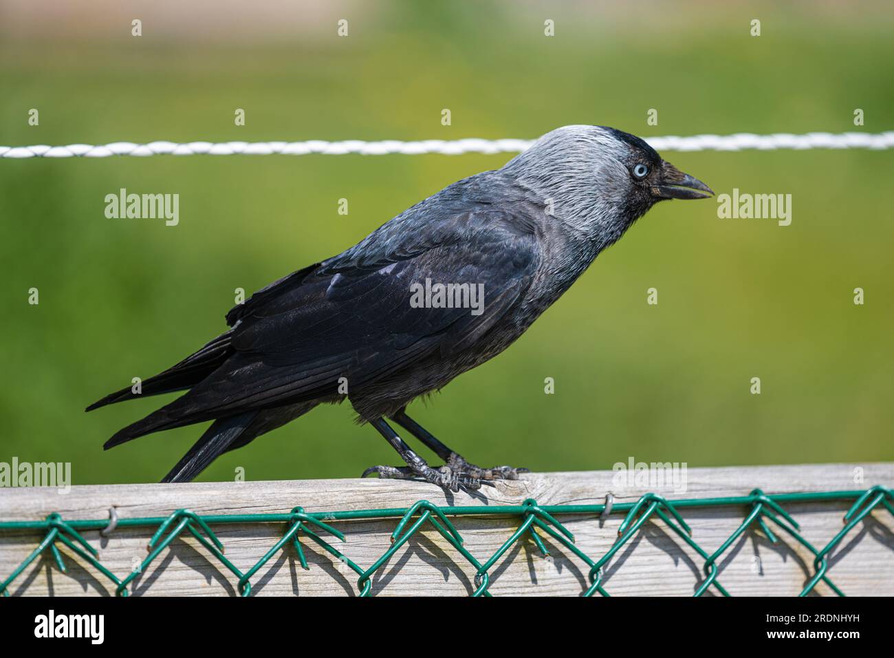 Grey crow sitting on a fence Stock Photo - Alamy